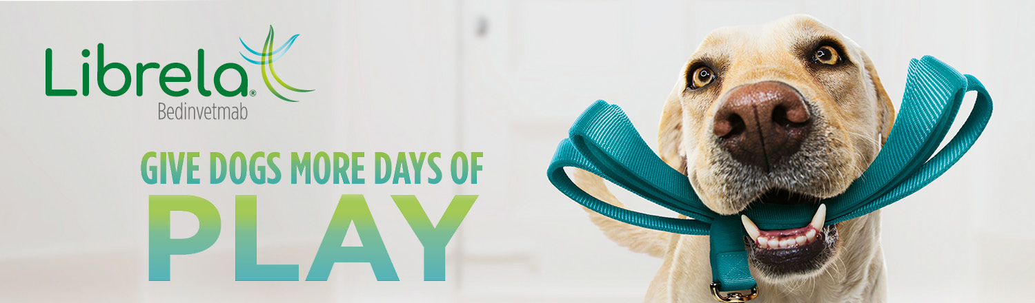 Osteoarthritis Care for Pets in St. Petersburg, FL | EDGE Animal Hospital